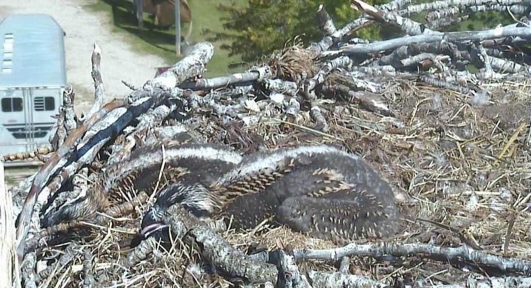 Ospreys 101: Nesting, Mating, and Chicks