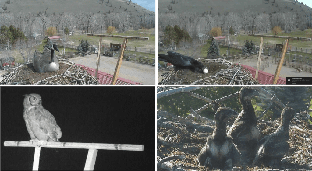 Meet the Ospreys