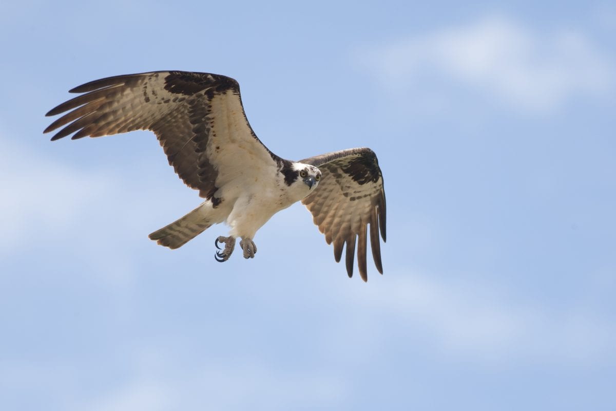 The Original Ozzie Osprey