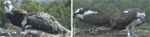 Ospreys 101: Nesting, Mating, and Chicks