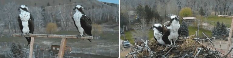 Ospreys 101: Nesting, Mating, and Chicks