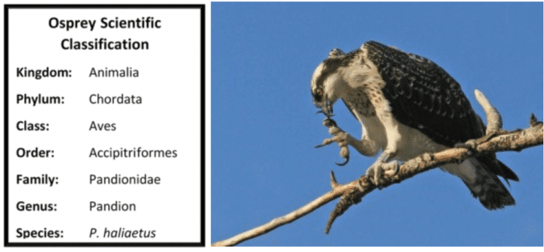 Ospreys 101: Scientific Classification and Characteristics