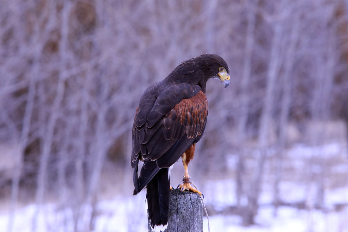 Falconry with Ally Cowan, Episode 2