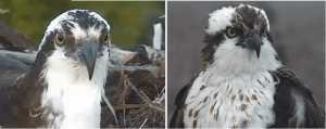 Ospreys 101: Scientific Classification and Characteristics