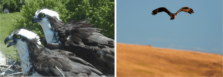 Ospreys 101: Scientific Classification and Characteristics
