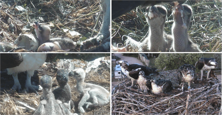 Ospreys 101: Nesting, Mating, and Chicks