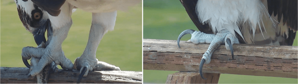 Ospreys 101: Scientific Classification and Characteristics